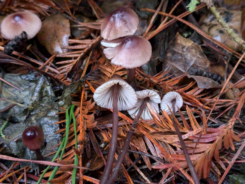 purple-edge bonnet from Joaquin Miller Park, Oakland, CA, USA on ...