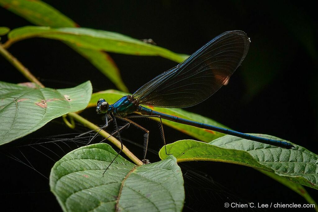 Peacock Metalwing from Mamberamo Raya Regency, Papua, Indonesia on ...
