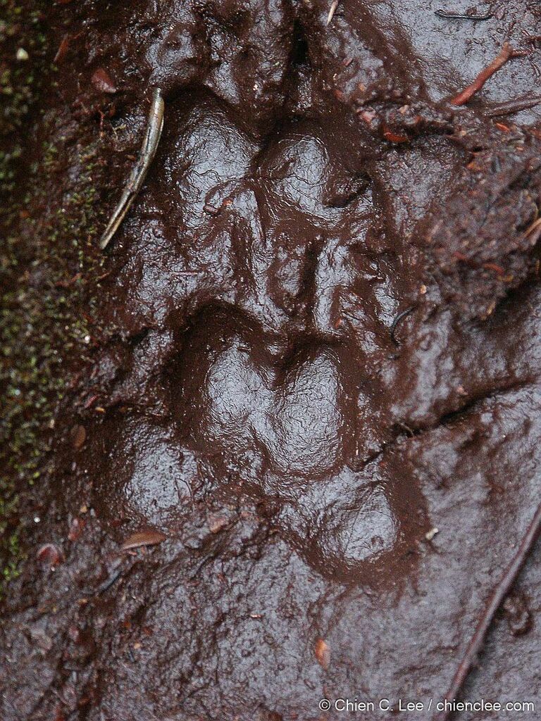 Dingo from Tolikara Regency, Papua, Indonesia on June 6, 2004 at 08:59 ...