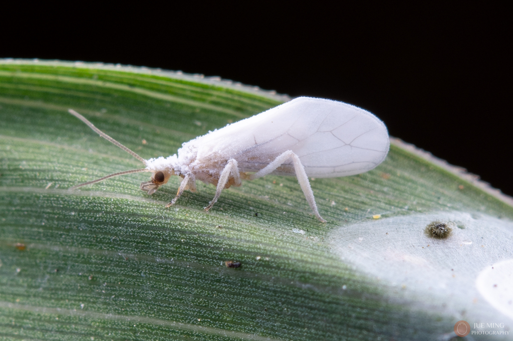 Coniopteryx from 中国广西壮族自治区桂林市永福县百寿镇 邮政编码: 541807 on December 9, 2024 at ...