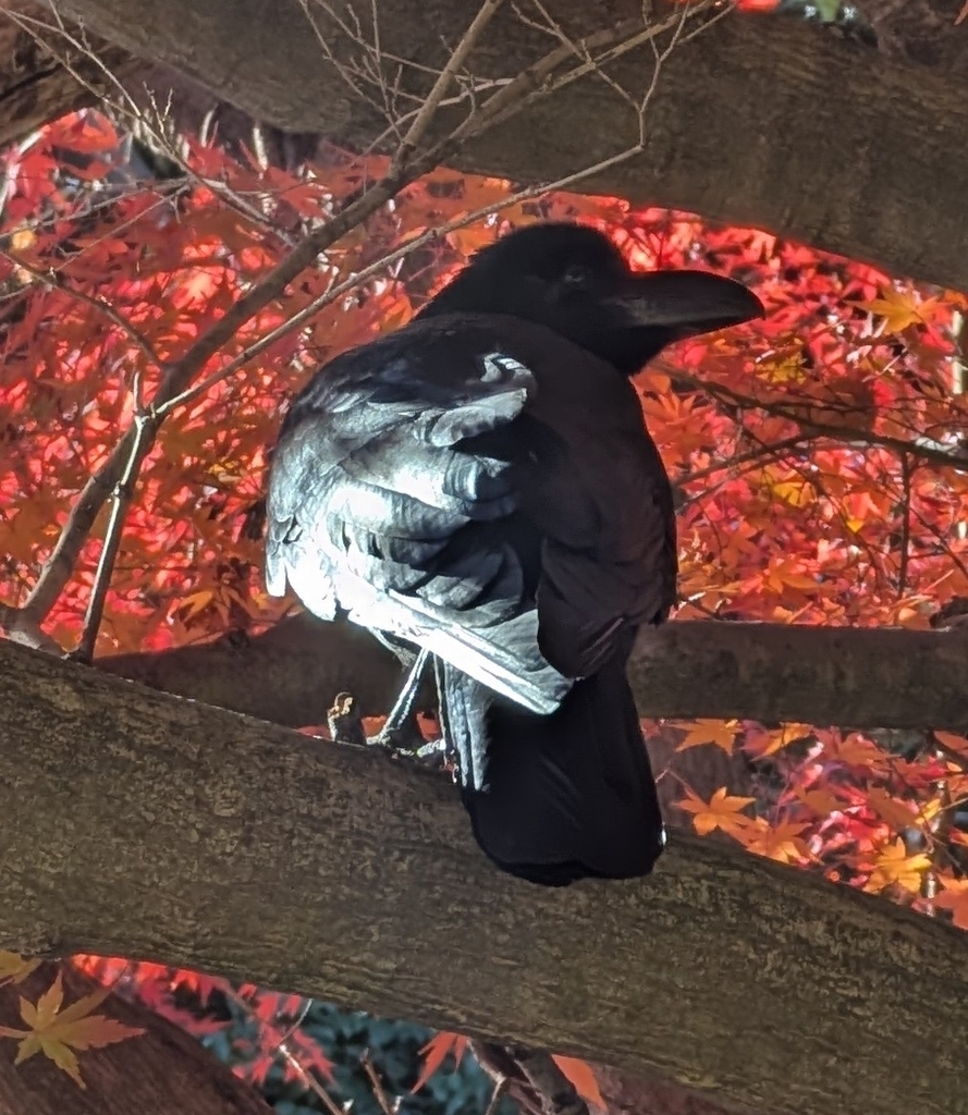 Large-billed Crow from 11 Naitōmachi, Shinjuku City, Tokyo 160-0014 ...