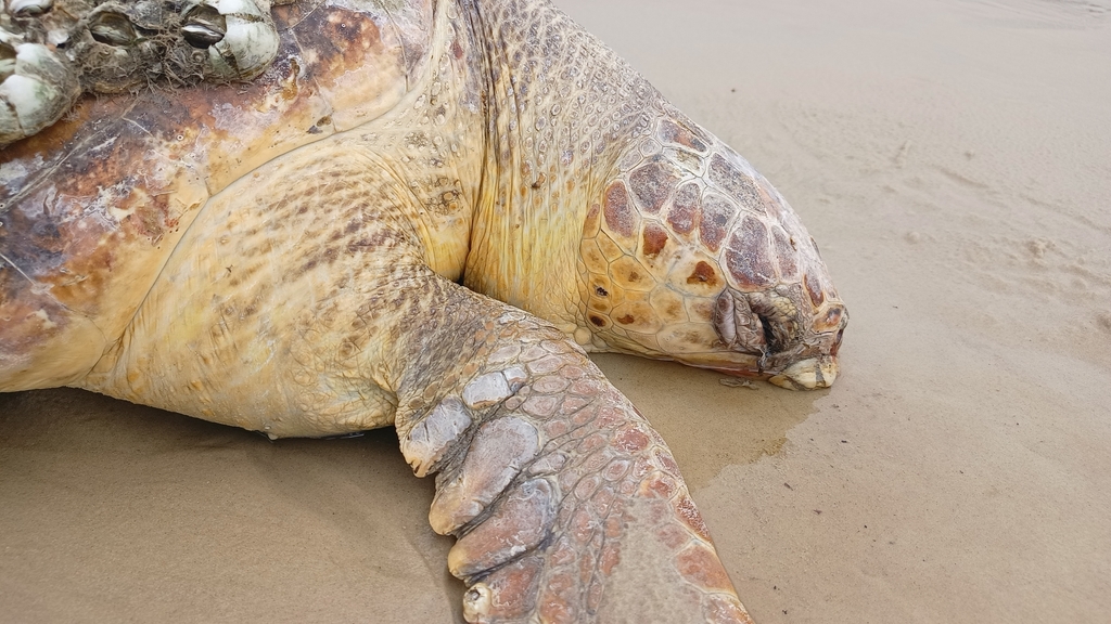 Loggerhead Sea Turtle in December 2024 by Sandro Muller. Morta ...