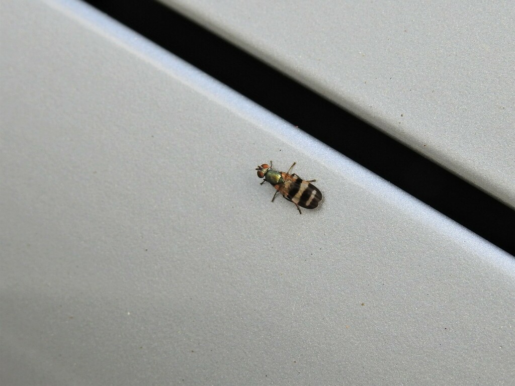 Banded-wing Flies from Orillia, ON, Canada on August 24, 2019 at 12:37 ...
