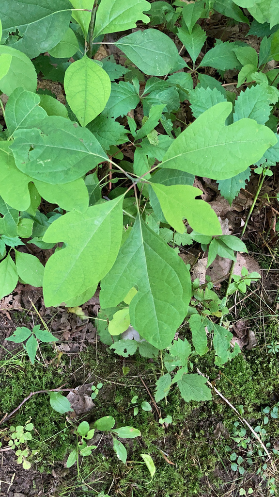 sassafras from Proud Lake Recreation Area, Commerce Township, MI, US on ...