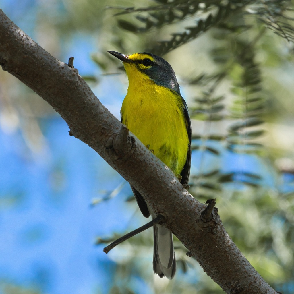 Adelaide's Warbler from Roosevelt Roads, Ceiba, Puerto Rico on December ...