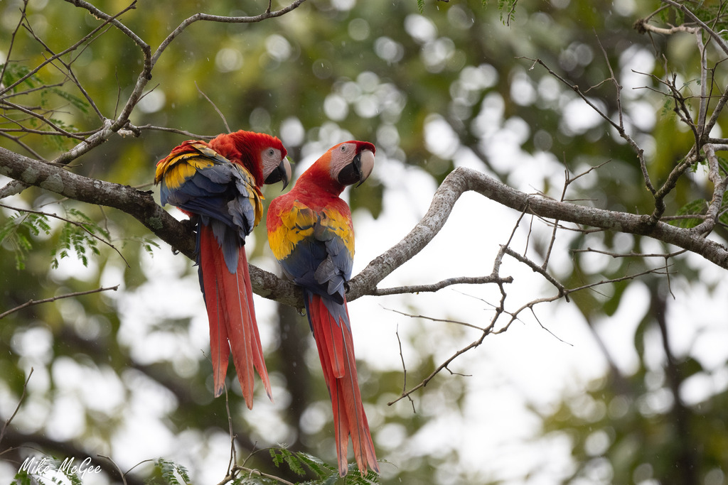 Scarlet Macaw in December 2024 by Mike McGee · iNaturalist