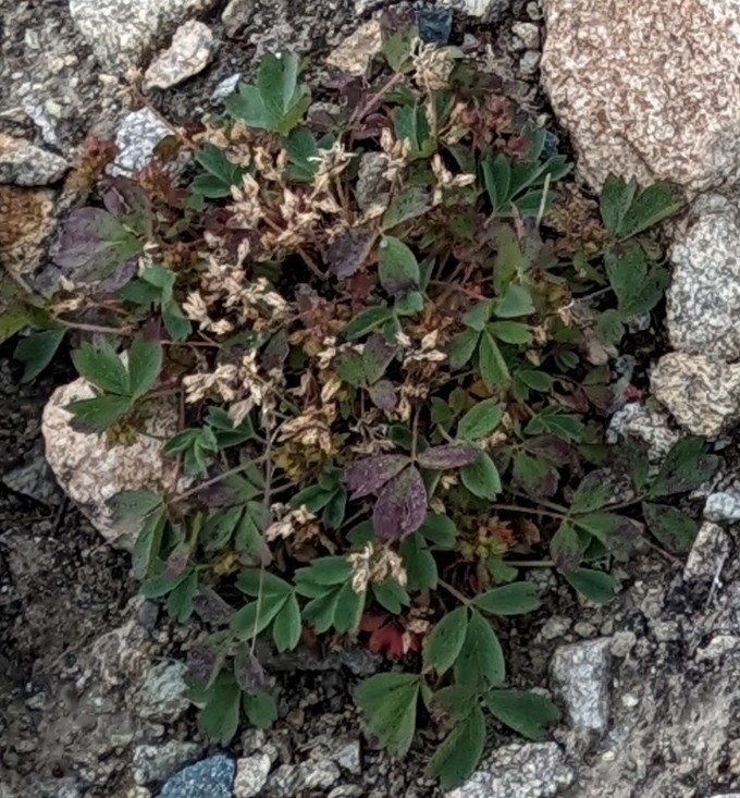creeping sibbaldia from Dease Lake, BC V0C 1L0, Canada on August 20 ...