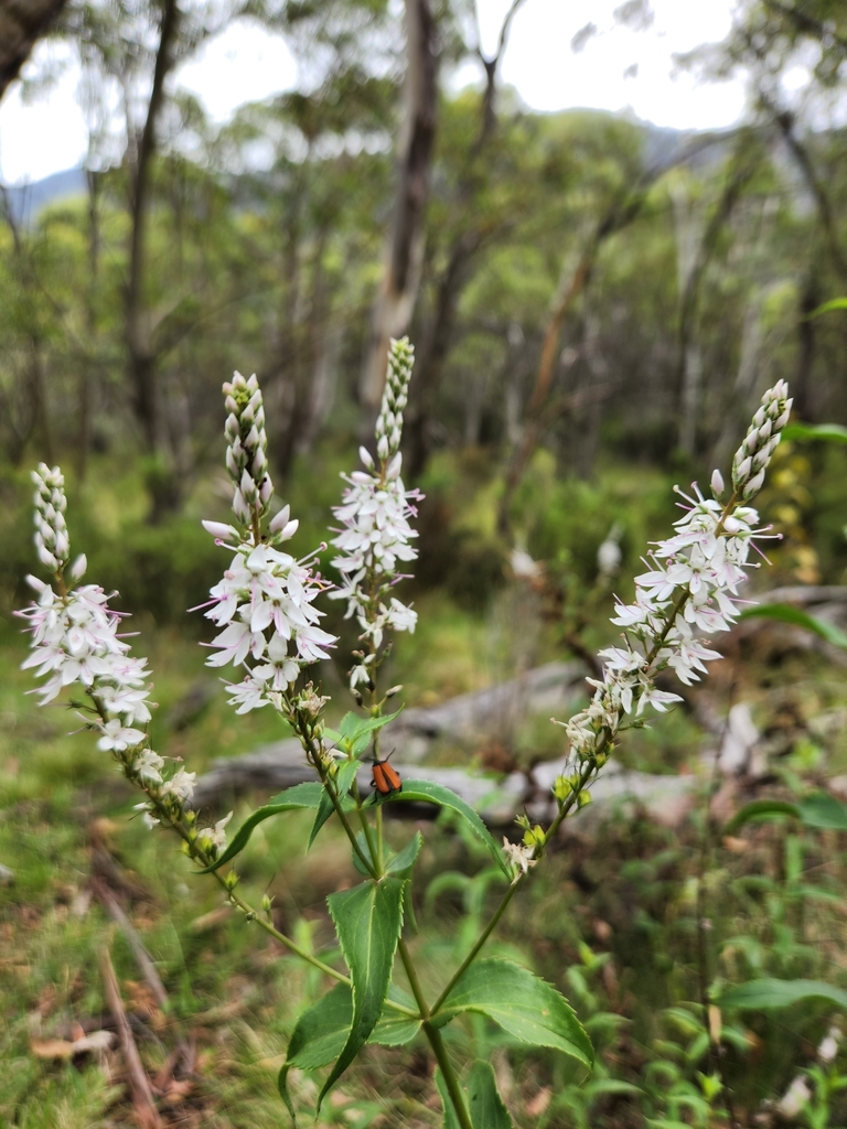 derwent speedwell from Skitube - Bullocks Flat, Bullocks Flat NSW 2627 ...