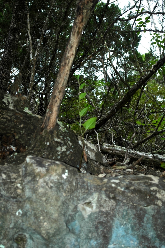 Prenanthes carrii (Boerne Area Plants) · iNaturalist Mexico