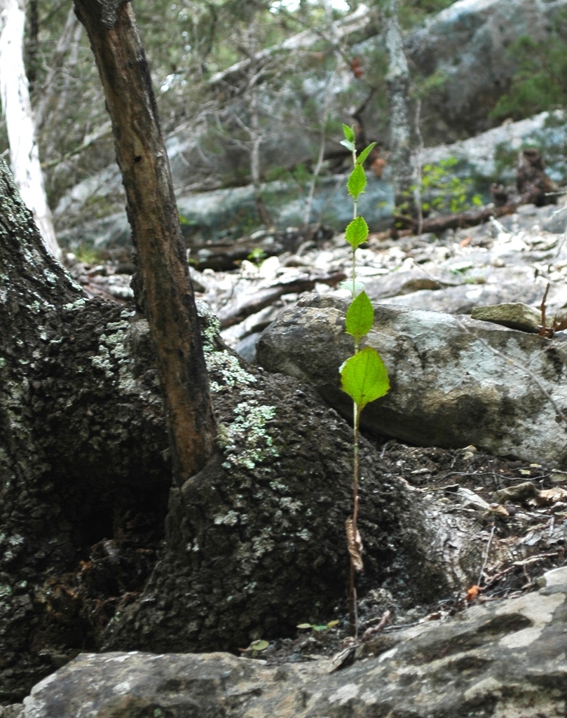 Prenanthes carrii (Boerne Area Plants) · iNaturalist Mexico