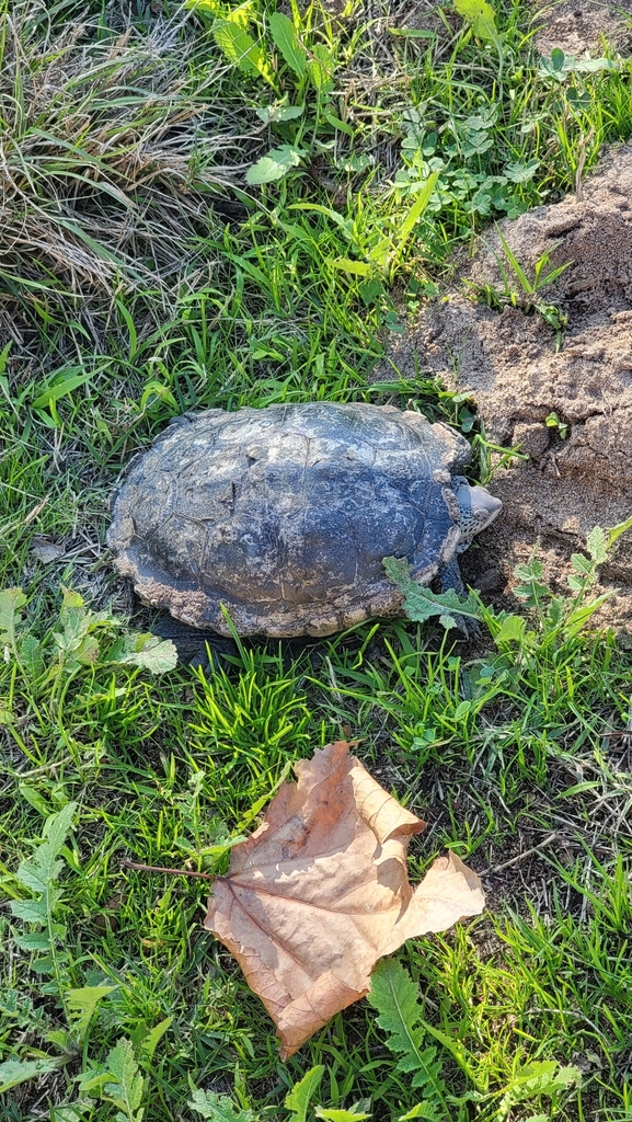 Diamondback Terrapin from Redondo Beach on December 9, 2024 at 02:09 PM by biophilic1. Probably ...