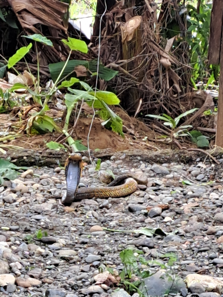 Samar Cobra from 6273+GJJ, Sindangan, Zamboanga del Norte, Philippines on December 17, 2024 at ...