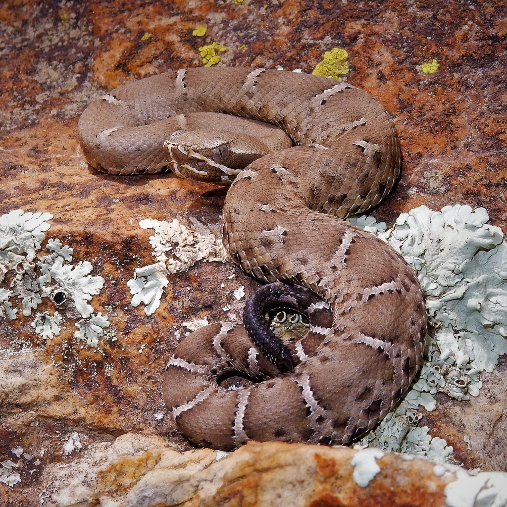 Arizona Ridgenose Rattlesnake in September 2018 by Matt Gruen · iNaturalist