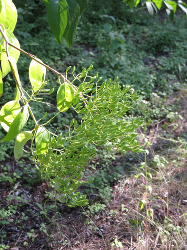 Peking Tree Lilac (Subspecies Syringa reticulata pekinensis) · iNaturalist