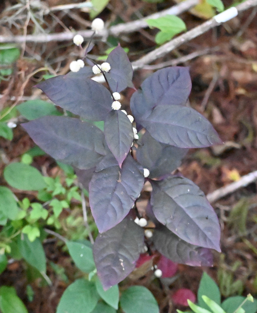 Ruby Leaf from Palm Beach County, FL, USA on December 16, 2024 at 12:49 ...