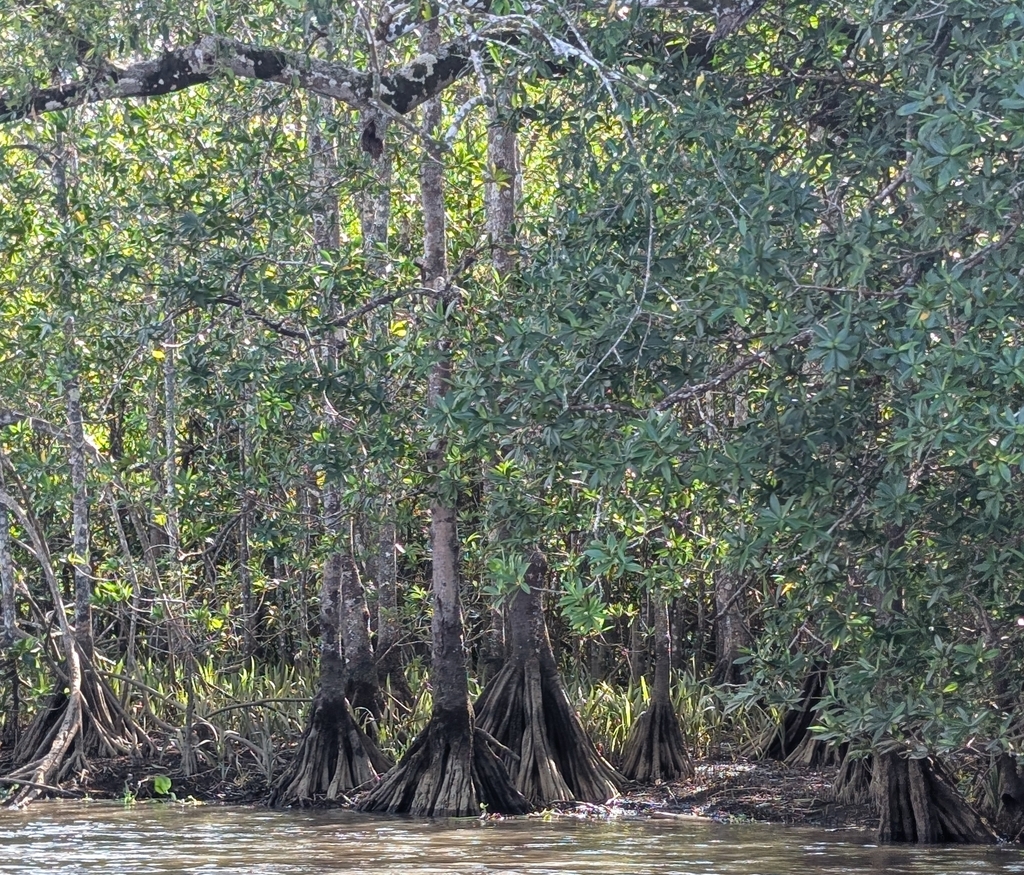 Tea Mangrove in December 2024 by Laura · iNaturalist