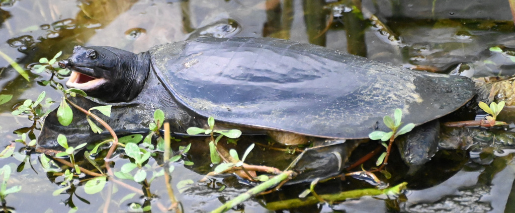 Florida Softshell Turtle from Palm Beach County, FL, USA on December 16 ...