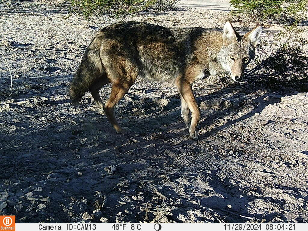 Coyote from Mazapil, Zac., México on November 29, 2024 at 08:04 AM by ...