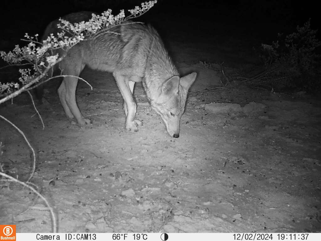 Coyote desde Mazapil, Zac., México el 02 de diciembre de 2024 a las 07: ...