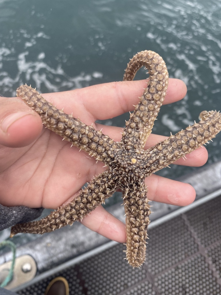 Velcro Star from Whale Bay, AK, US on May 25, 2024 at 12:51 PM by Ana ...