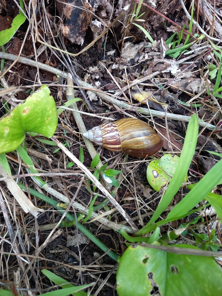 African Giant Snail from Japan, 〒905-0012 Okinawa, Nago, 4607−41 ネオパーク ...