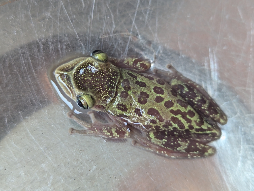 Yucatán Casque-headed Tree Frog from San Diego Cutz Dos, Yuc., México ...