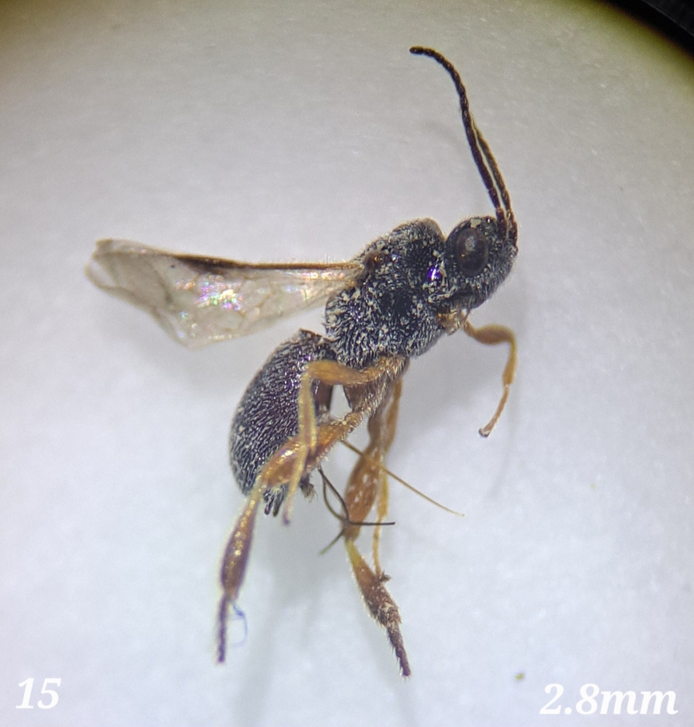 Chelonus from push pull on August 19, 2019 by Lilia Salazar-Marcial ...