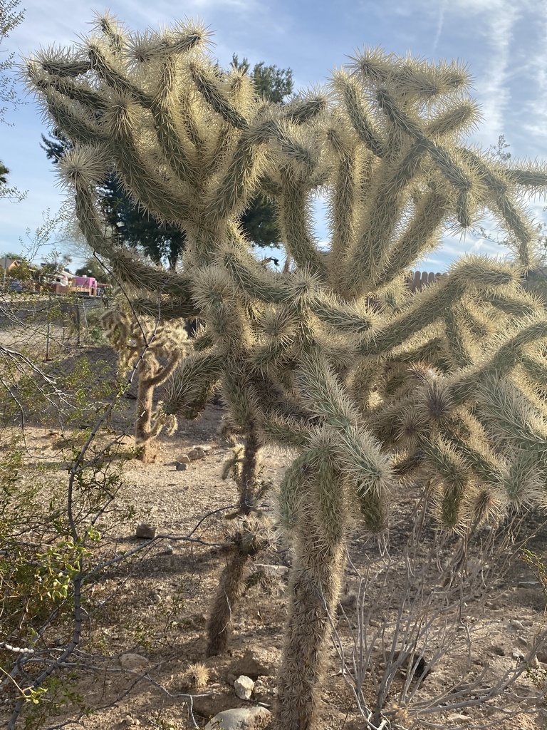 Chain-fruit Cholla from W Euclid Ave, Phoenix, AZ, US on December 16 ...