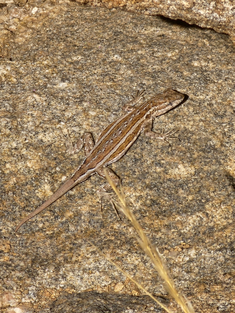 Western Side-blotched Lizard from Joshua Tree, CA 92252, USA on ...
