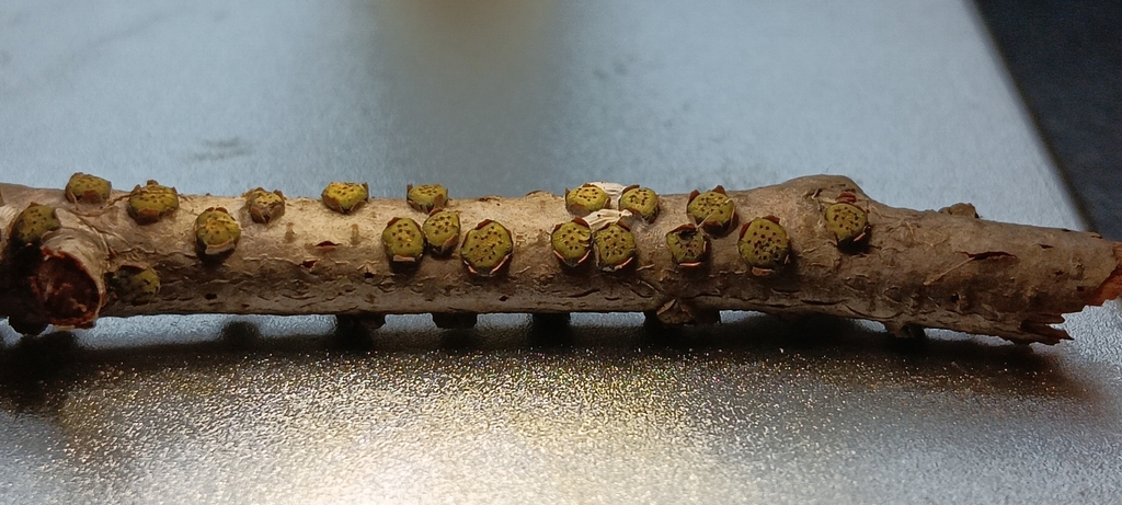 Kiwi Bubbles from Chesterfield, VA 23838, USA on December 18, 2024 at ...