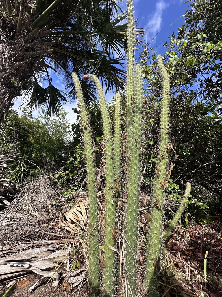 Fragrant Prickly-apple in December 2024 by Bryan Ames · iNaturalist