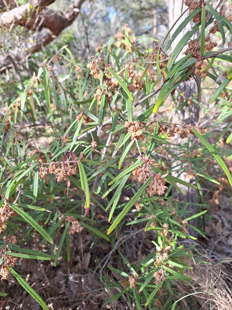 Rusty Velvet-bush from Bermagui NSW 2546, Australia on December 19 ...