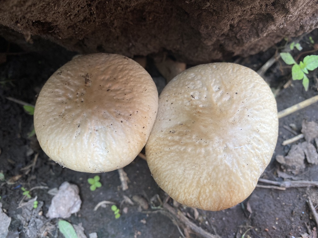 Tawaka from Domingo Rengifo, Tumbaco, Pichincha, EC on December 18 ...