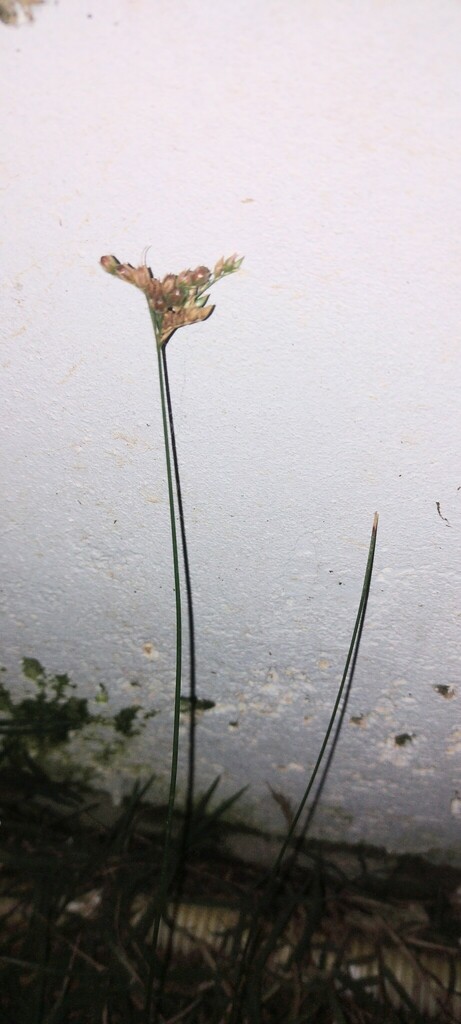 Slender Path Rush from FG4F+FQ - Quilombo, Pelotas - RS, Brasil on ...