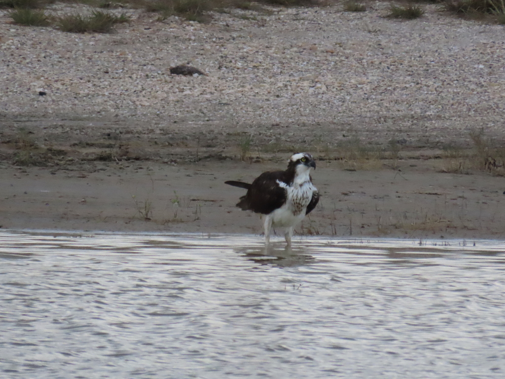 Osprey from Padre Island, Corpus Christi, TX, USA on December 18, 2024 ...
