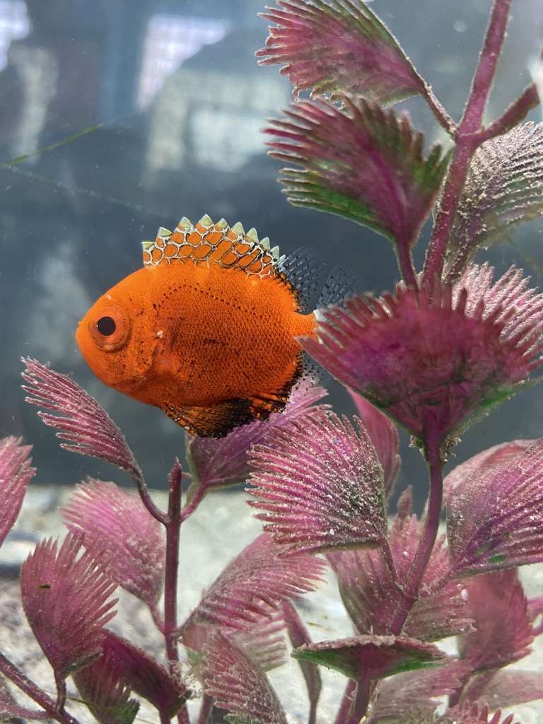 Short Bigeye from Jamestown, RI, USA on August 03, 2023 at 09:21 PM by ...