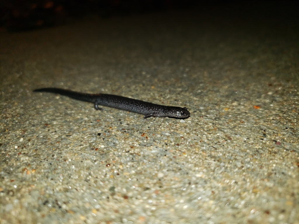 Woodland Salamanders in December 2024 by Gregory Biddle · iNaturalist