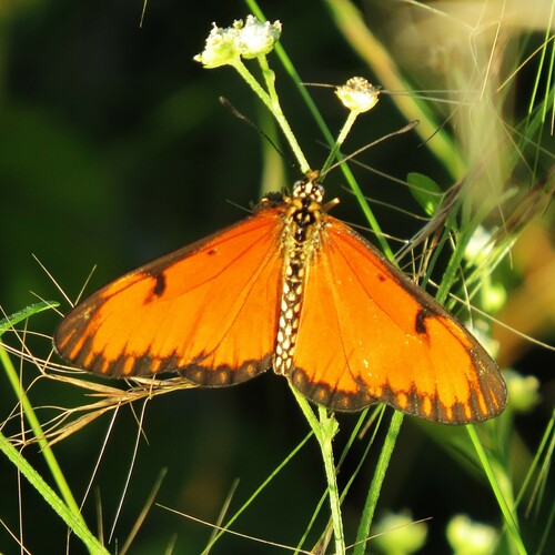 Dancing Amber (Mbuluzi Butterflies) · iNaturalist