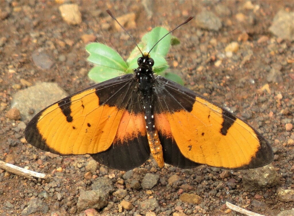 Broad Bordered Acraea (Mbuluzi Butterflies) · iNaturalist