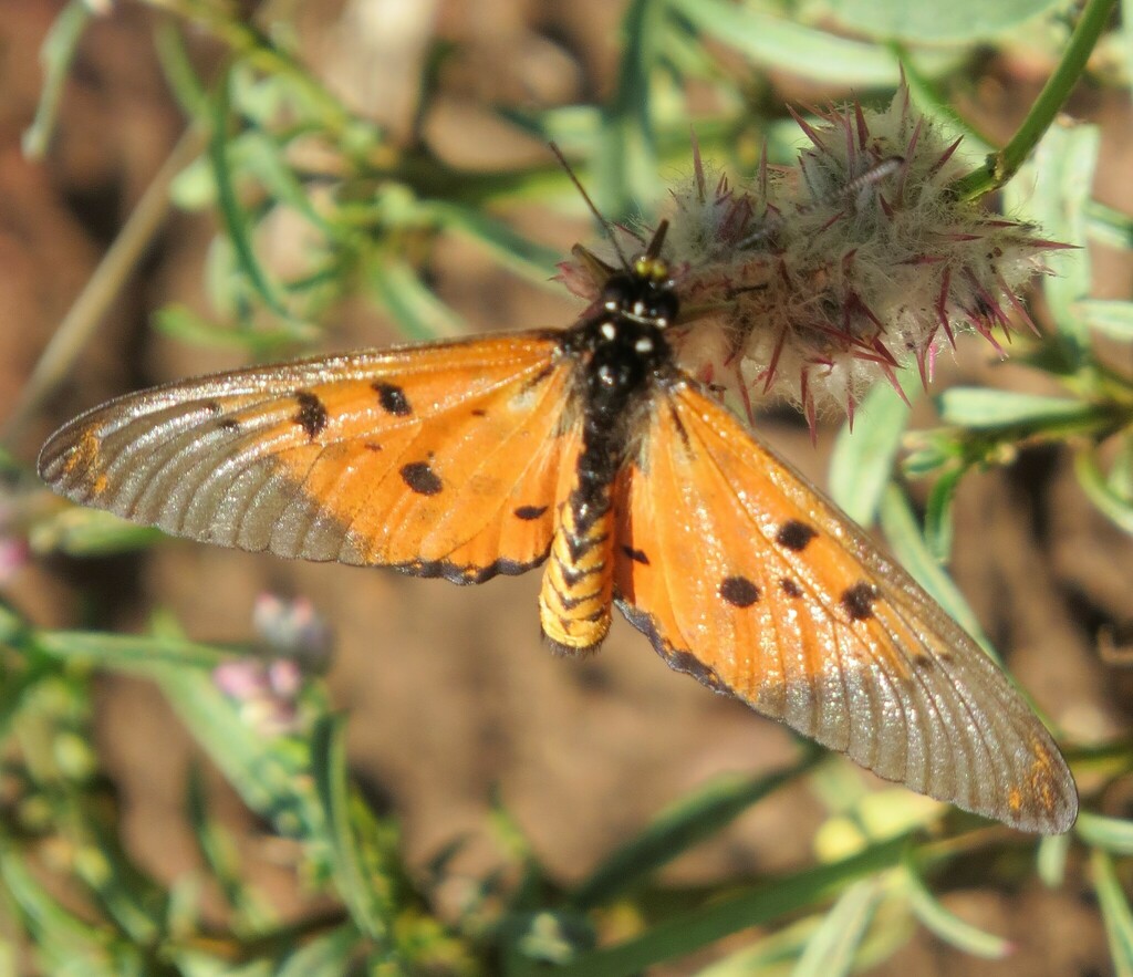 Garden Acraea (Mbuluzi Butterflies) · iNaturalist