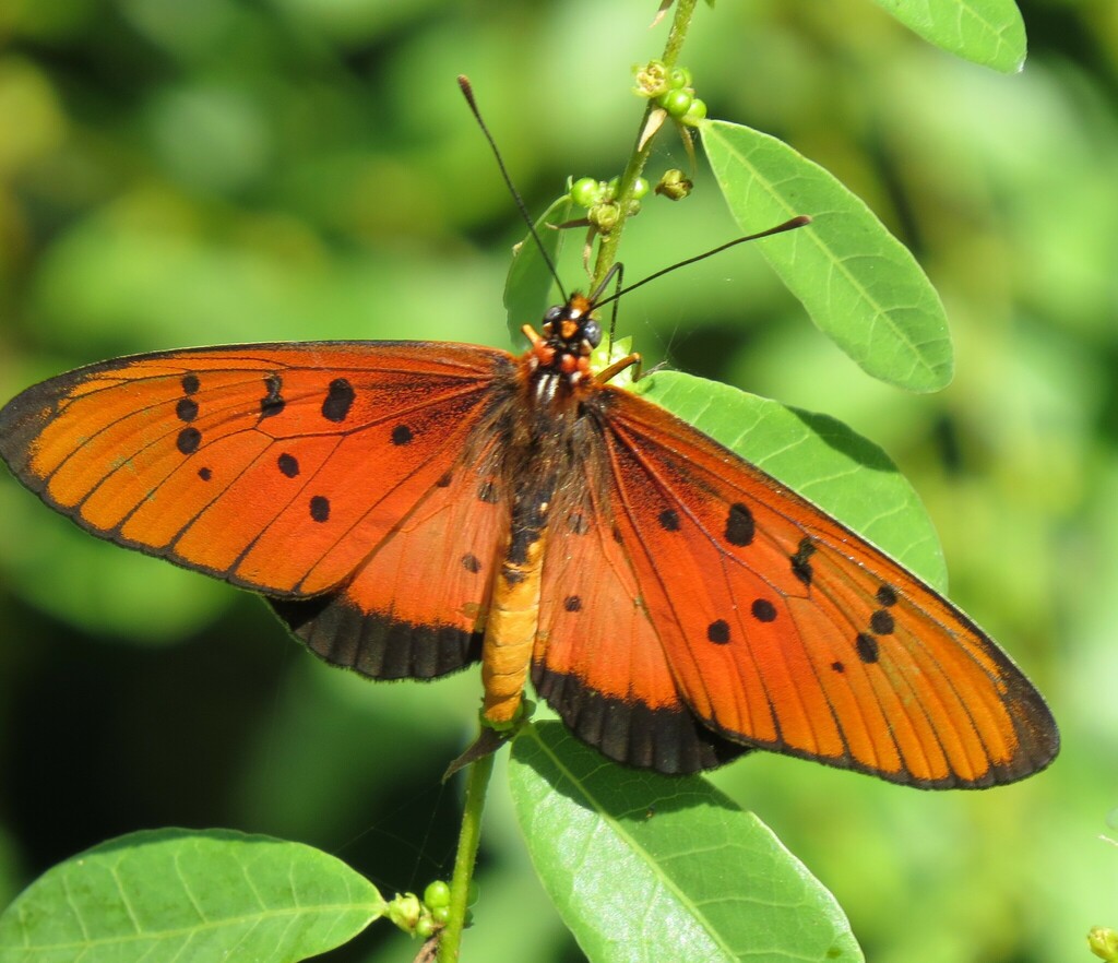 Clear-spotted Acraea (Mbuluzi Butterflies) · iNaturalist