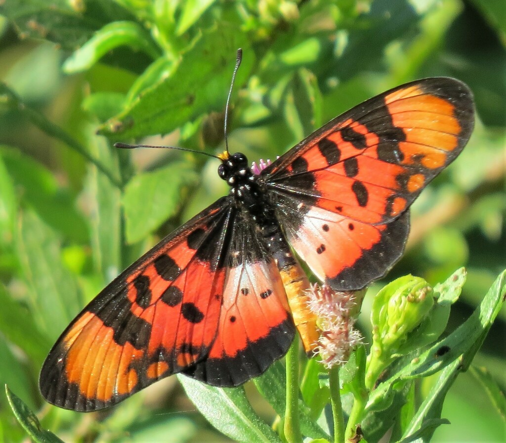 Acara Acraea (Mbuluzi Butterflies) · iNaturalist