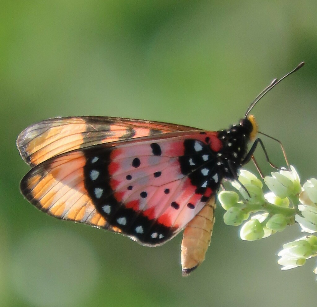 Acara Acraea (Mbuluzi Butterflies) · iNaturalist