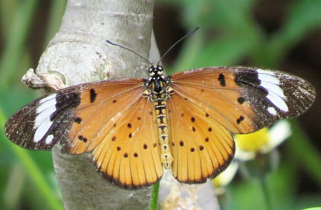 Common Mimic Acraea (Mbuluzi Butterflies) · iNaturalist