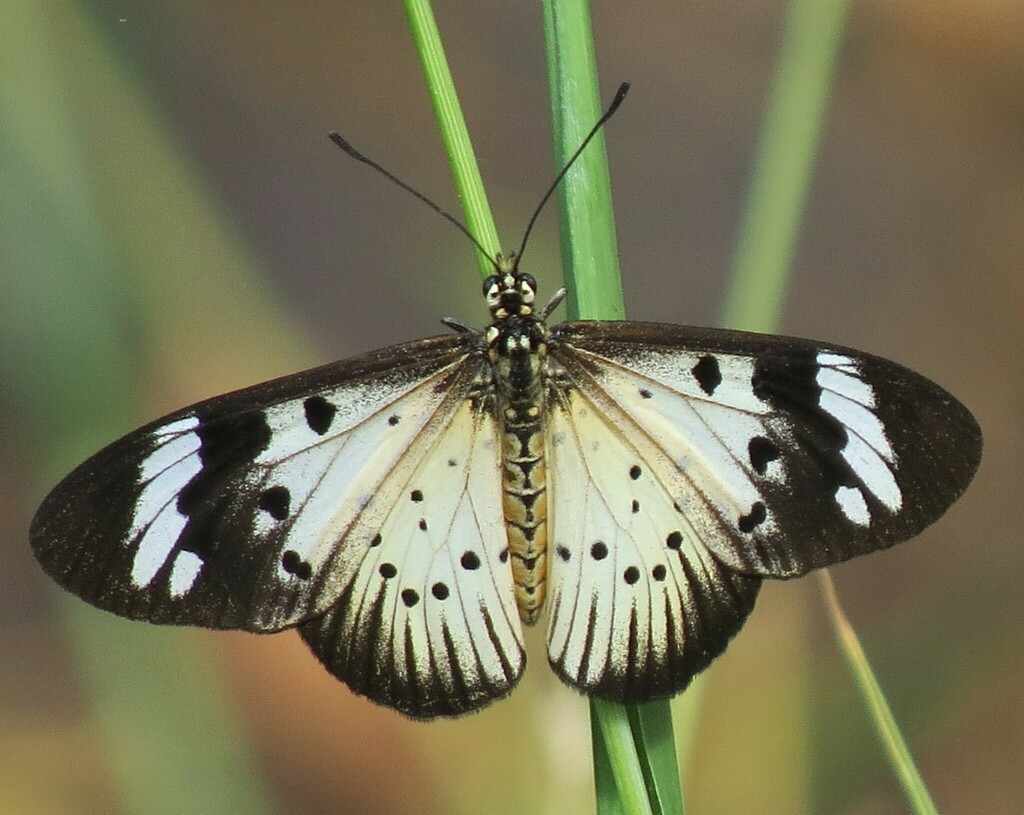 Common Mimic Acraea (Mbuluzi Butterflies) · iNaturalist
