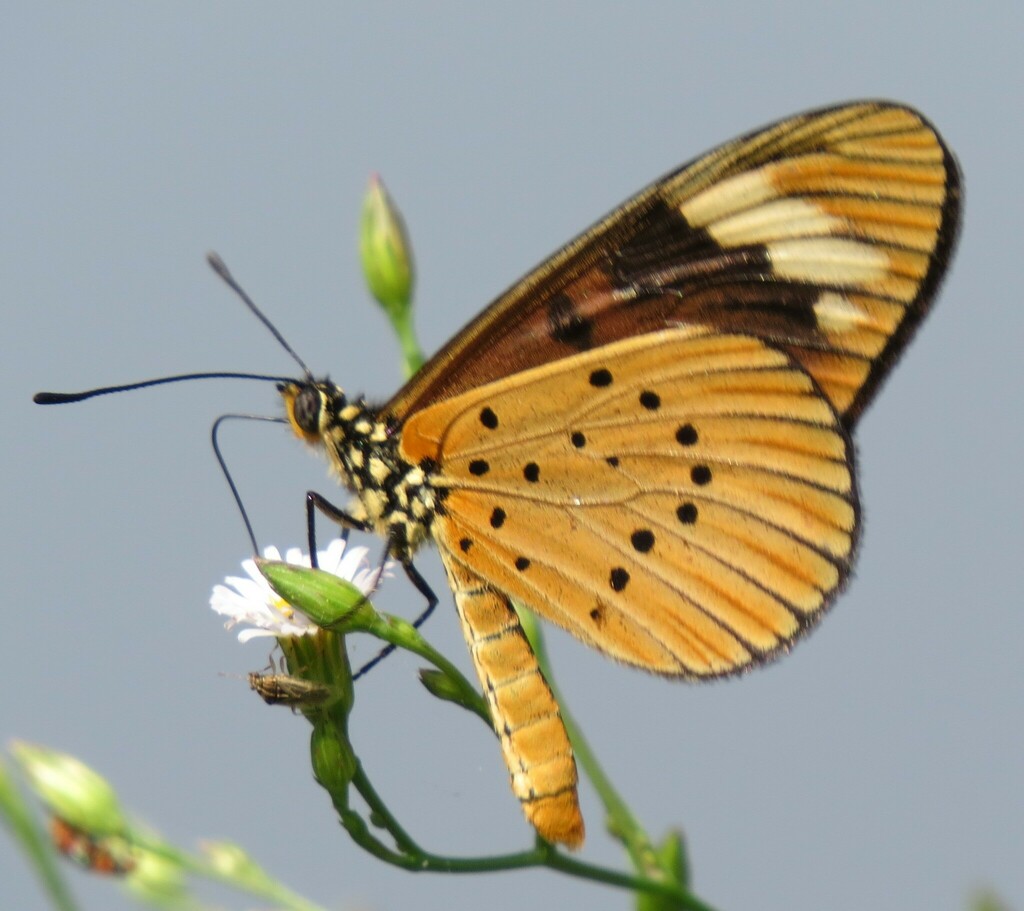 Common Mimic Acraea (Mbuluzi Butterflies) · iNaturalist