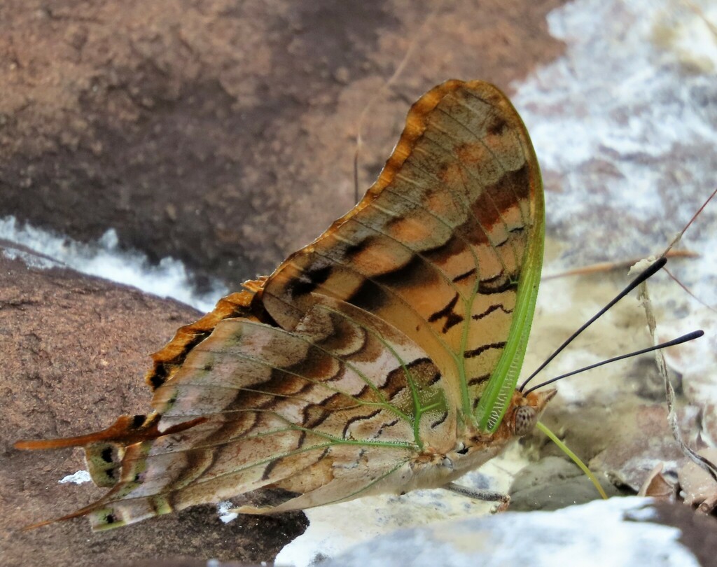 Green-veined Charaxes (Eswatini Butterflies) · iNaturalist