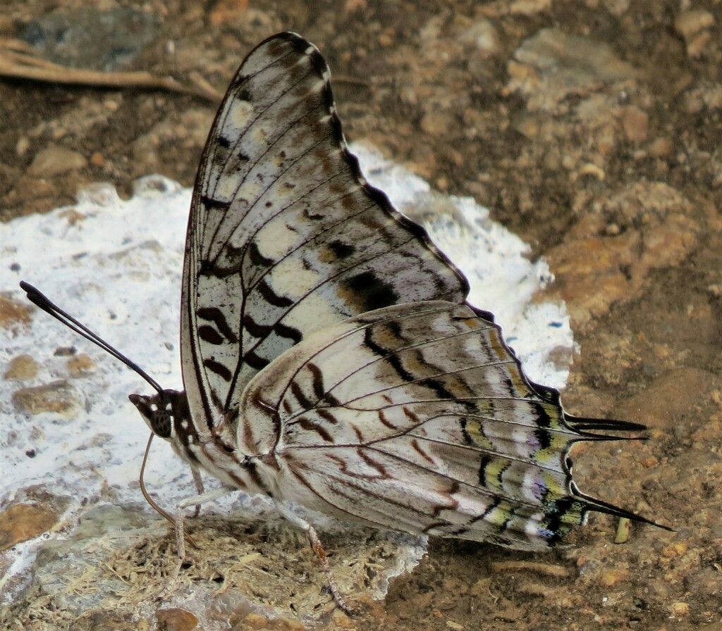 Bush Charaxes (Eswatini Butterflies) · iNaturalist