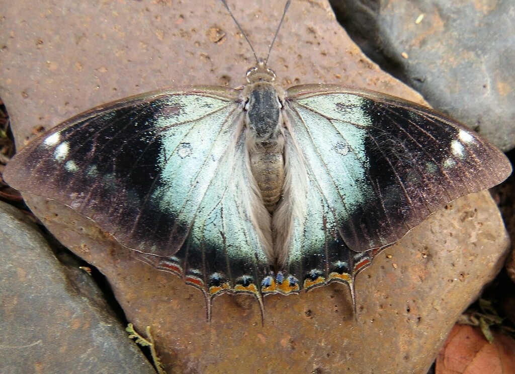 Demon Emperor (Eswatini Butterflies) · iNaturalist