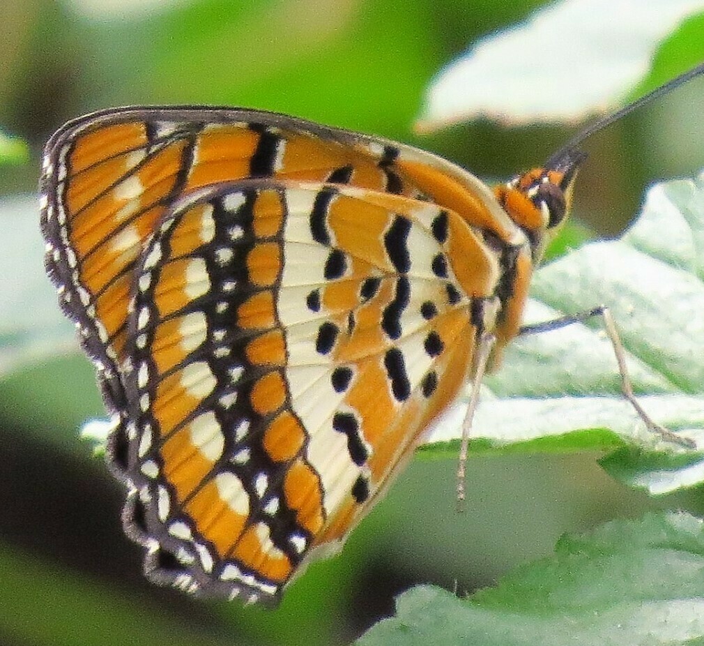 Spotted Joker (Mbuluzi Butterflies) · iNaturalist